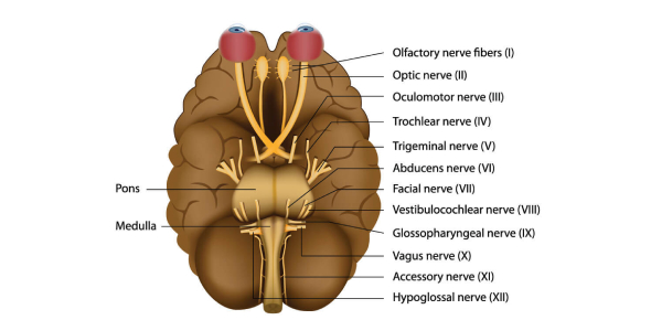 Cranial Nerves Quiz for Anatomy and Physiology: Let's Know More! - Quiz & Trivia